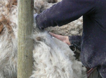 The Easiest Way to Clean Llama & Alpaca Fleece | Fibre Arts Bootcamp
